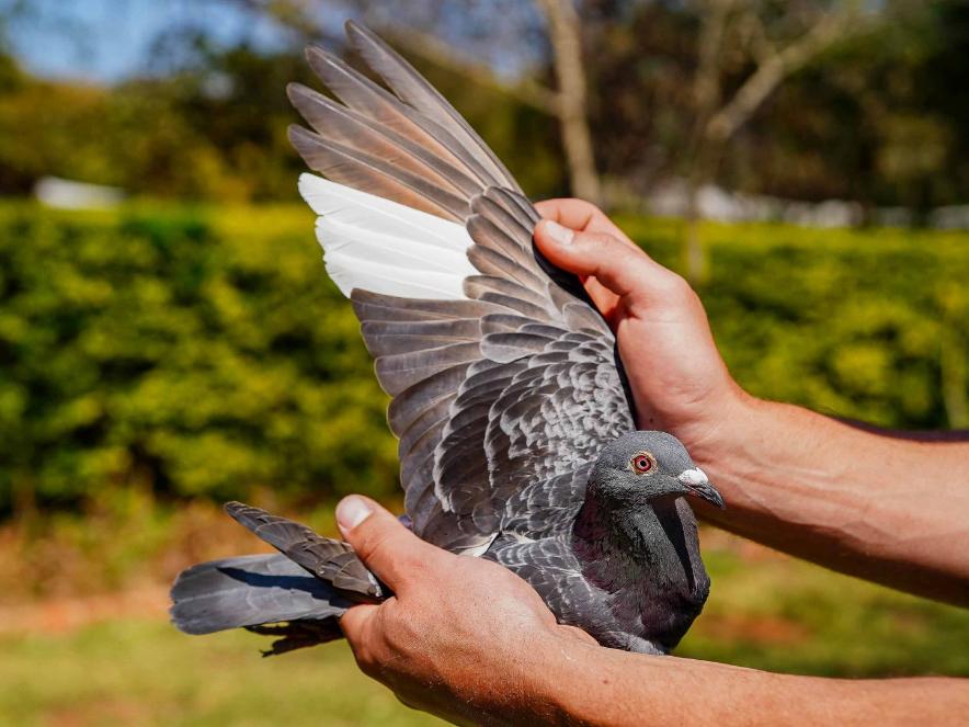 Stock Birds | Northern Gold Coast | Hudson Lofts